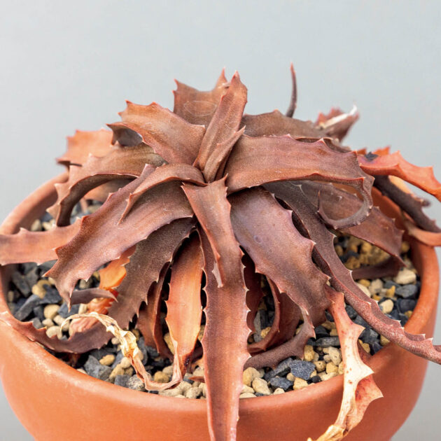 珍奇植物。派手さはないがジワジワくる、いぶし銀な存在感のアロエ | ブルータス| BRUTUS.jp