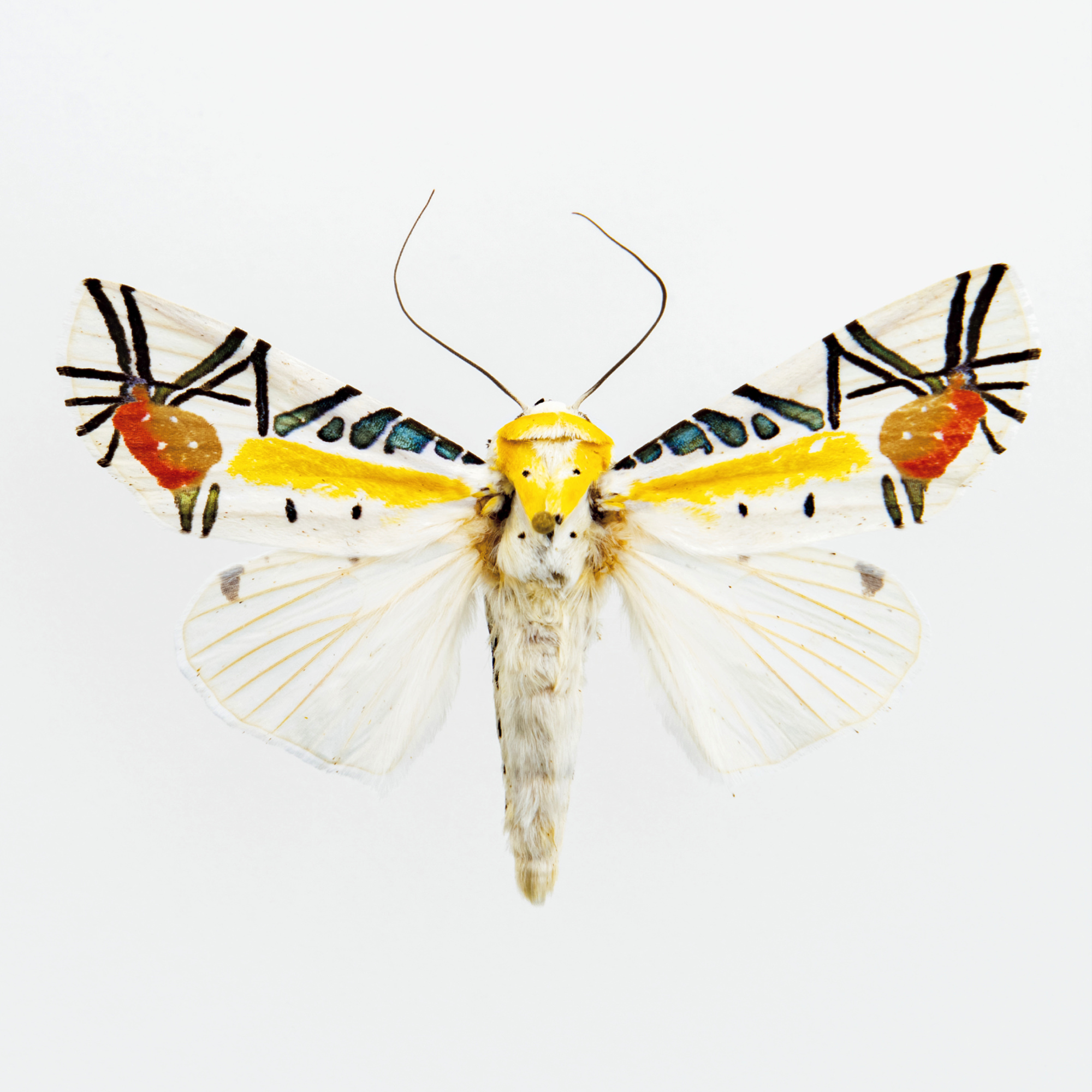 モードな虫図鑑。あなたの知らない、美麗モスの世界！蛾＆蝶5種類を紹介 | ブルータス| BRUTUS.jp