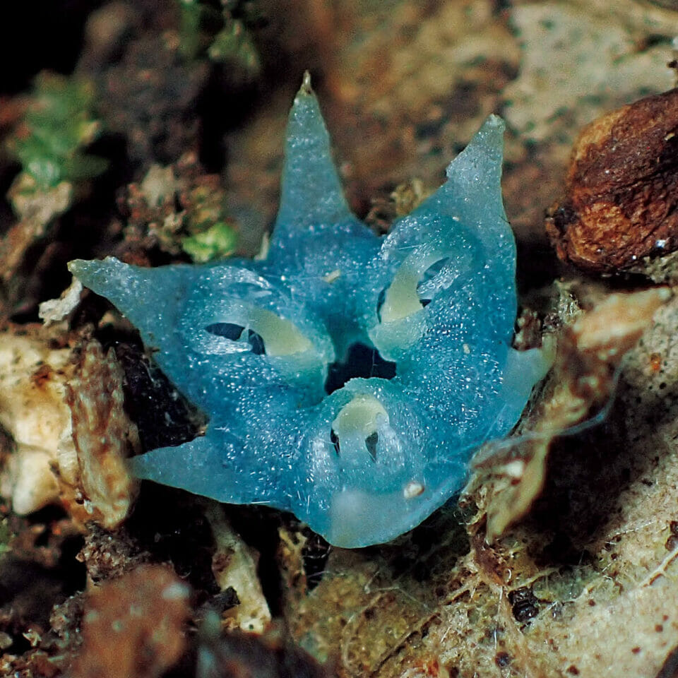 植物なのに、光合成も開花もやめた!?珍奇すぎる腐生植物の世界 | ブルータス| BRUTUS.jp